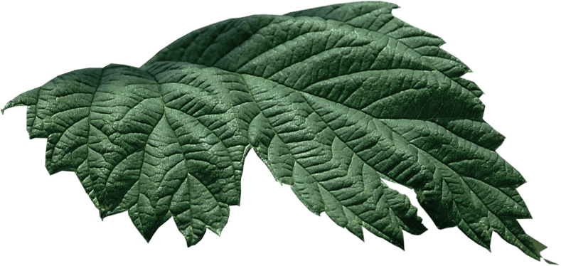 Home - Bastard brew and food